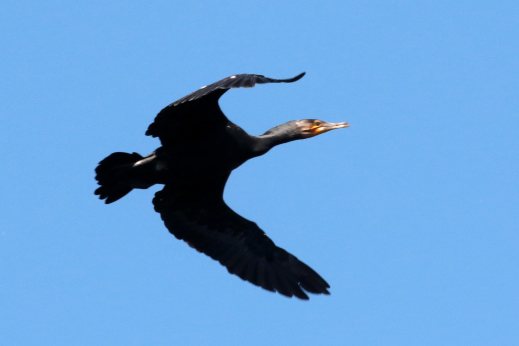Great Cormorant from Jarrahmond VIC 3888, Australia on November 02 ...