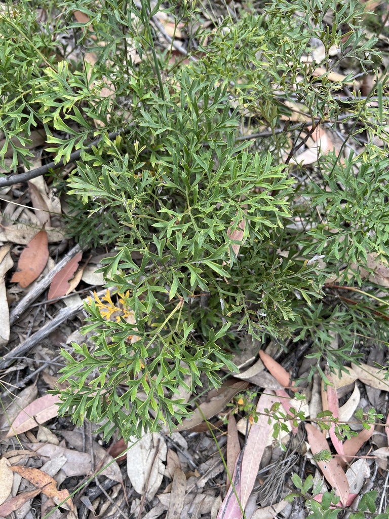 Crinkle Bush from Marramarra National Park, Fiddletown, NSW, AU on ...