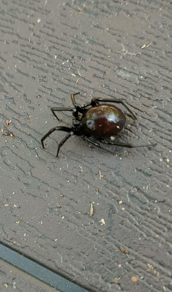 Black Cobweb Spider from Blairgowrie VIC 3942, Australia on November 01 ...