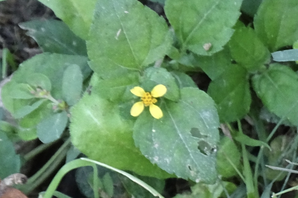 straggler daisy from BCI Bracken Cave Preserve, TX, US on November 01 ...