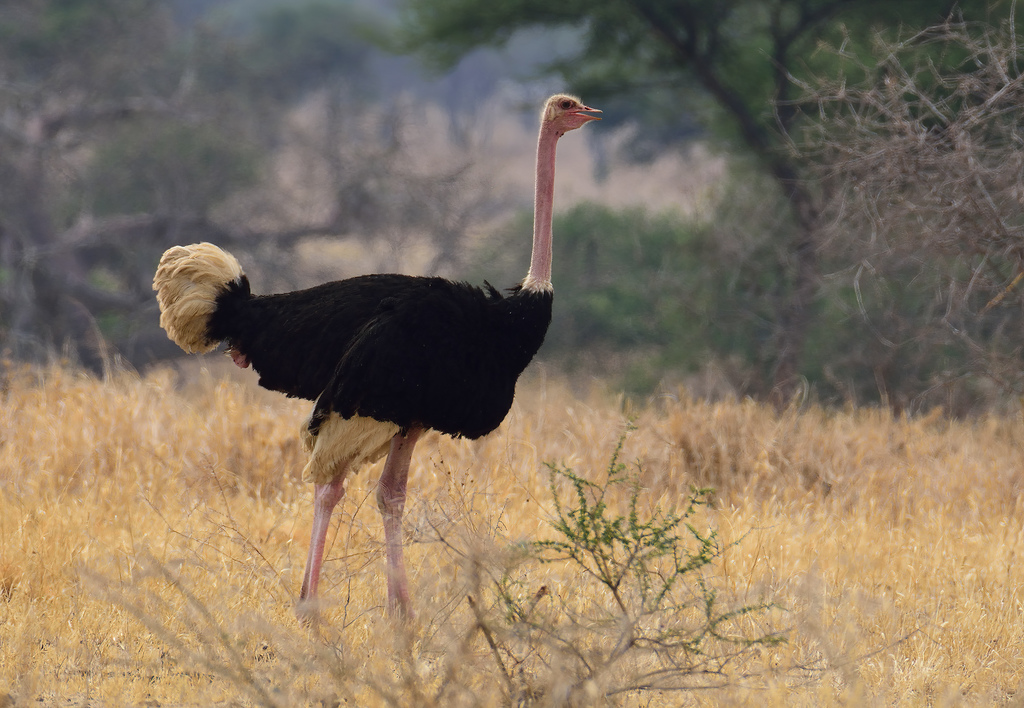 Ostriches (Struthio) - Avian Discovery