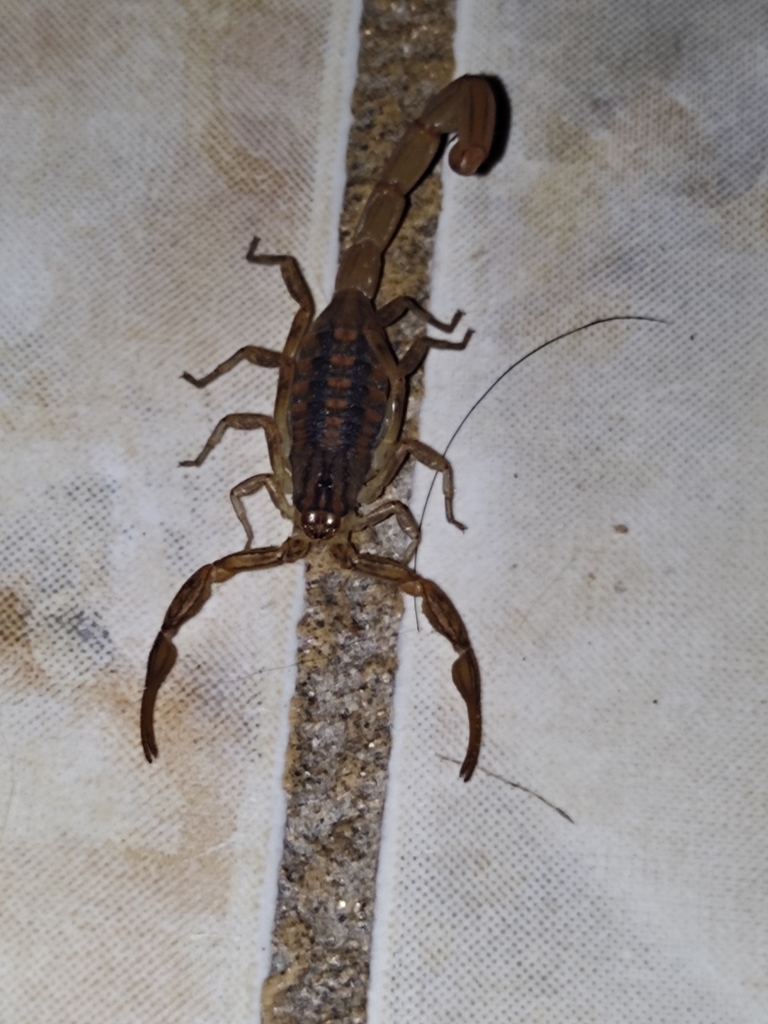 Centruroides limpidus from Centro, 76220 Santa Rosa Jáuregui, Qro ...