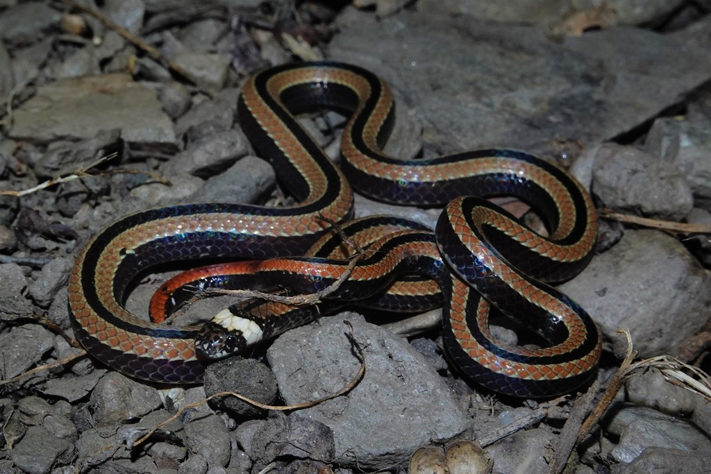 Taiwan Coral Snake in August 2021 by jamesmifan · iNaturalist