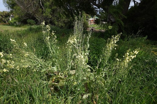 Genushybrid × Brassicoraphanus · iNaturalist