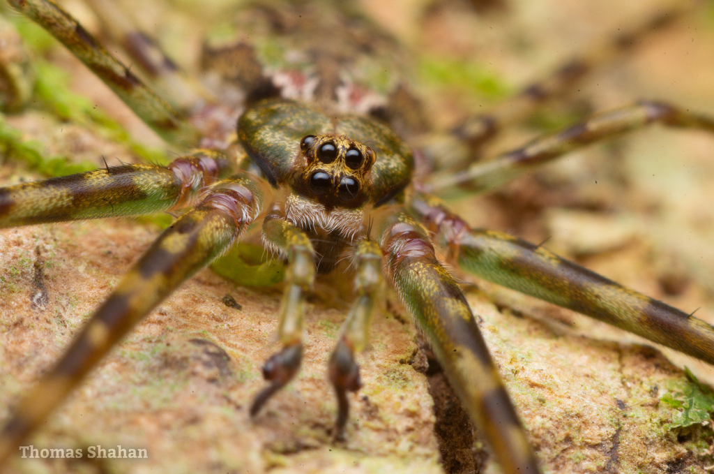 Neotama in August 2015 by Thomas Shahan. dates approximate · iNaturalist