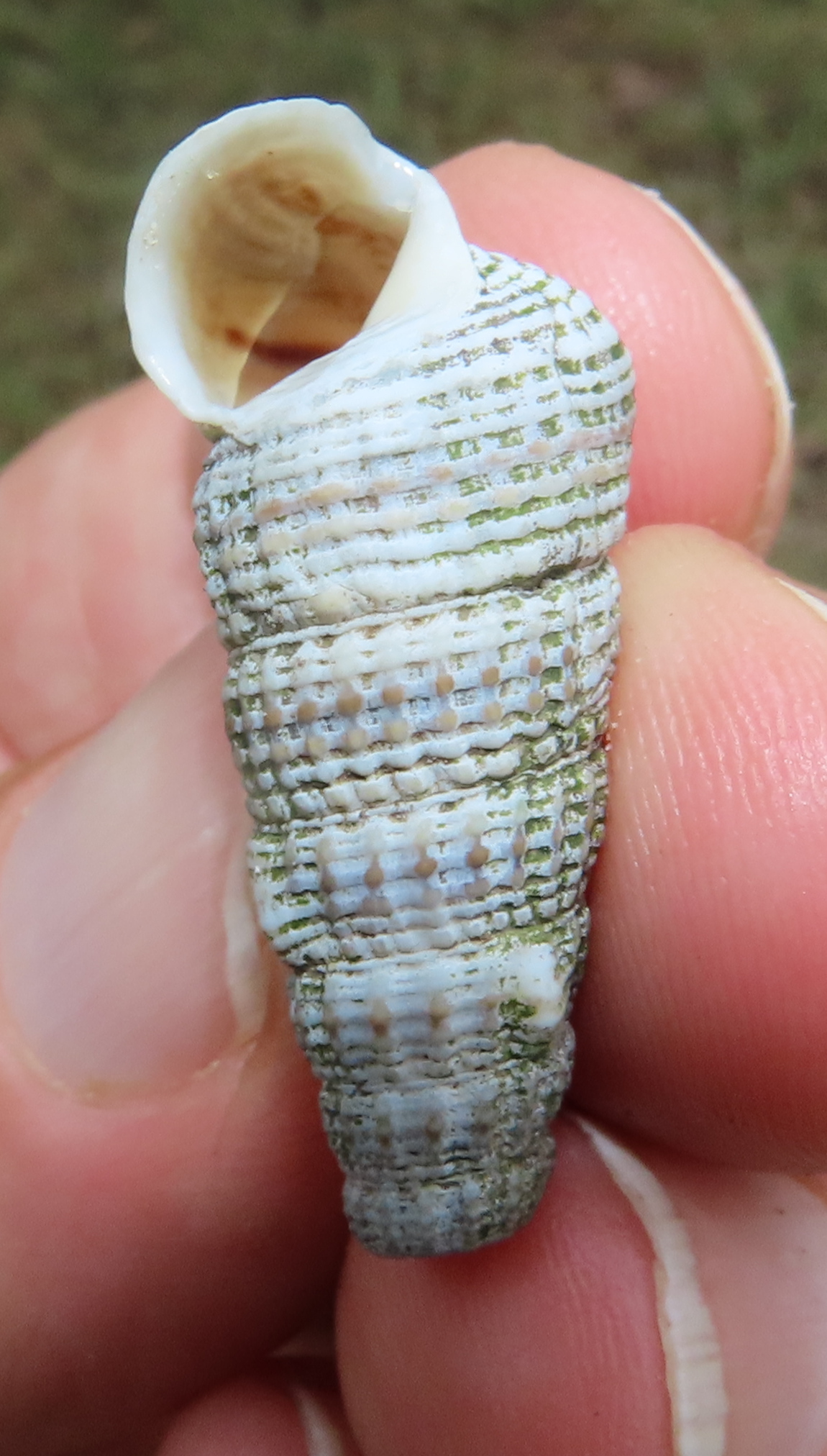 Cerithidea moerchii (A.Adams, 1855)