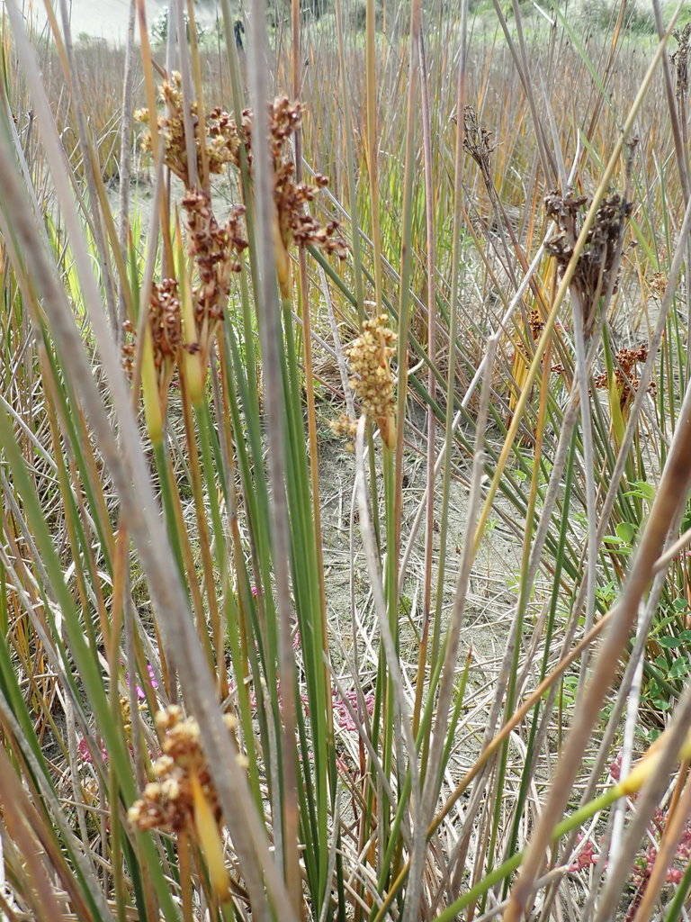 spiny rush from Foxton Beach, New Zealand on October 30, 2021 at 09:15 ...