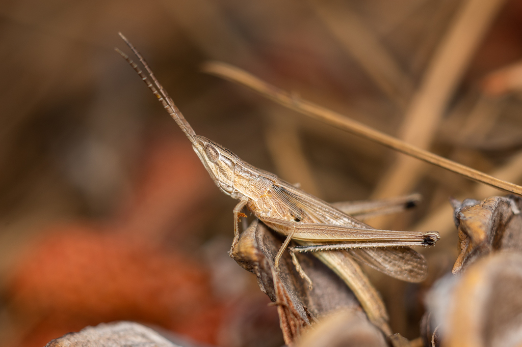 Bunch Grass Locust (Orthoptera of Nebraska) · iNaturalist