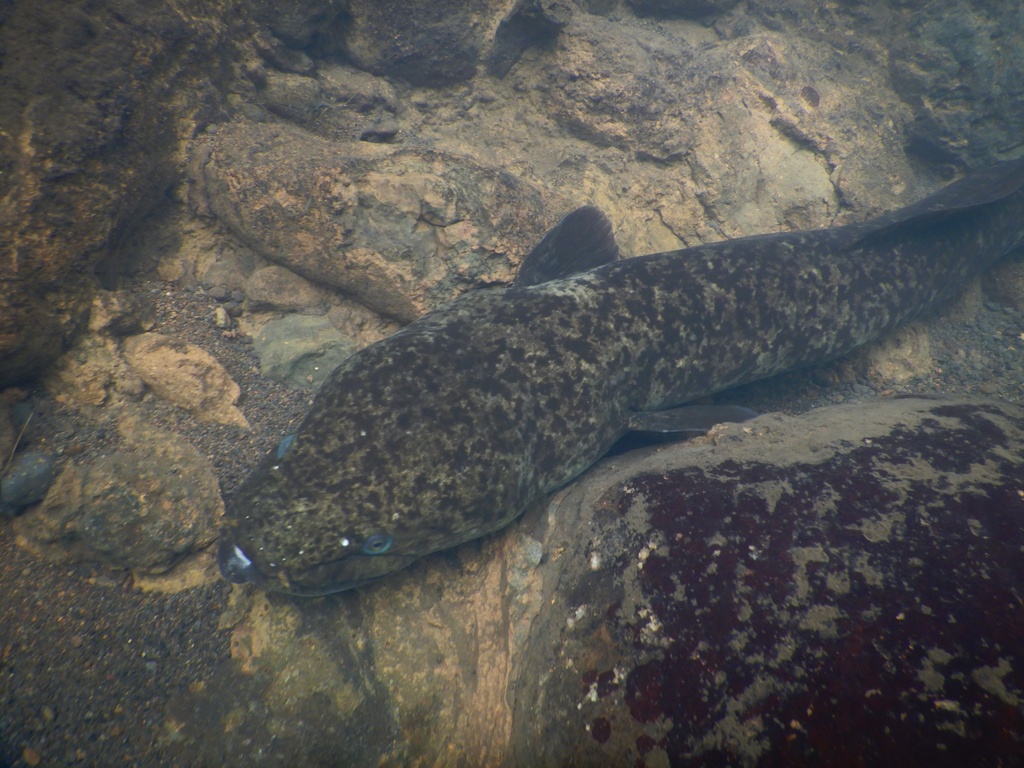 Marbled Eel from Moorea, French Polynesia, PF on November 1, 2021 at 11 ...