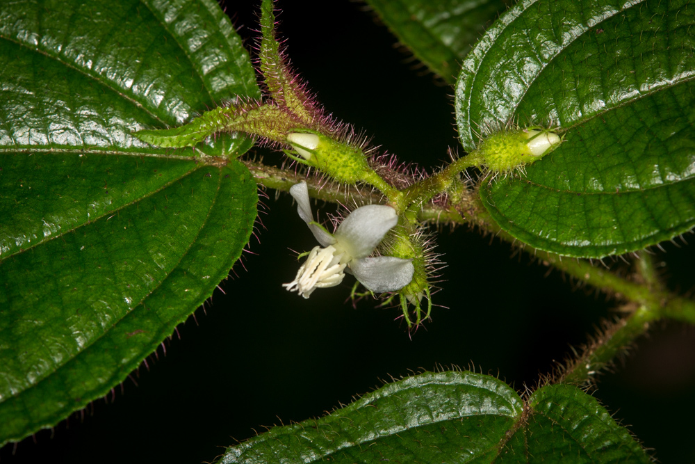 Koster's curse (KTA Road survey) · iNaturalist