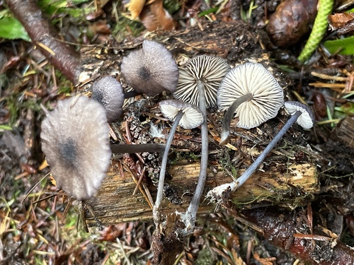 Leptonia subeuchroa · iNaturalist