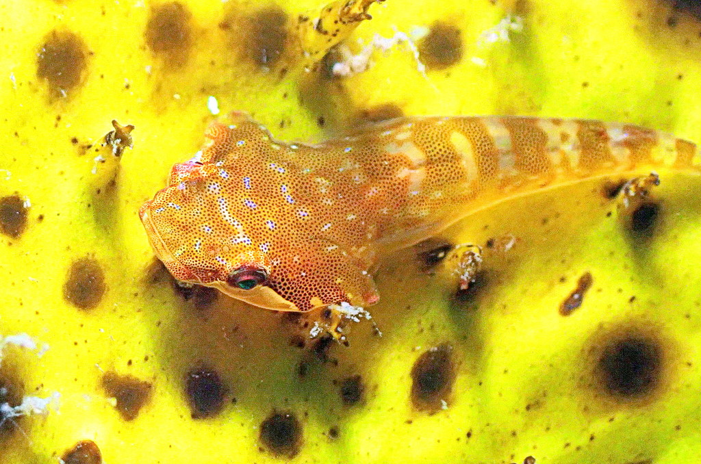 Clingfishes from Bare Island, New South Wales 2019, Australia on ...