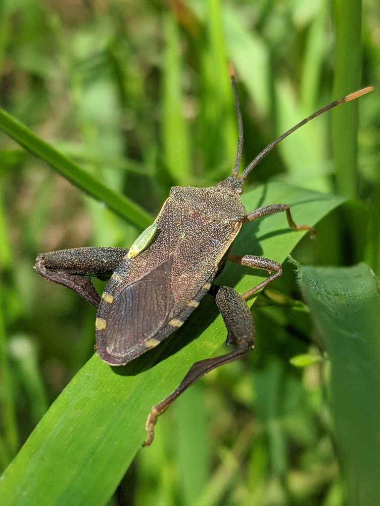 Amorbus from Melbourne VIC, Australia on November 2, 2021 at 10:52 AM ...