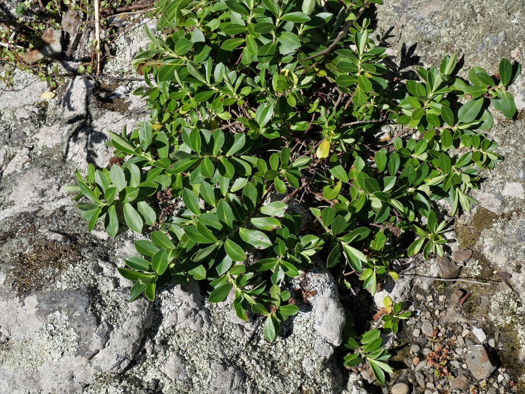 Veronica stricta macroura from Ōwhiro Bay, Wellington, New Zealand on ...