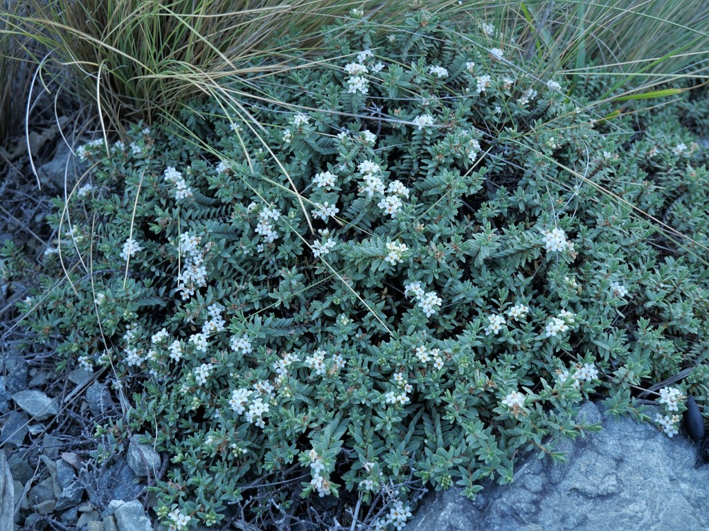 New Zealand Daphne from Ōwhiro Bay, Wellington, New Zealand on October 29, 2021 at 03:19 PM by ...