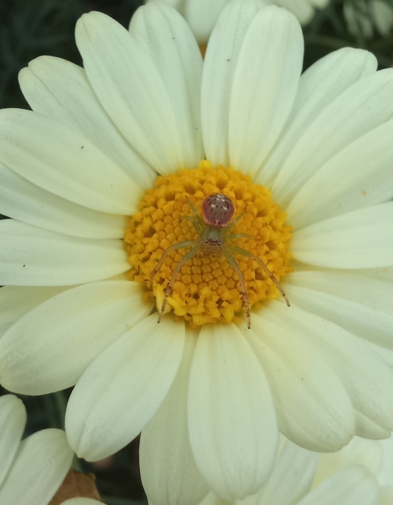 Diaea ambara from Levin, New Zealand on November 02, 2021 at 07:47 PM ...