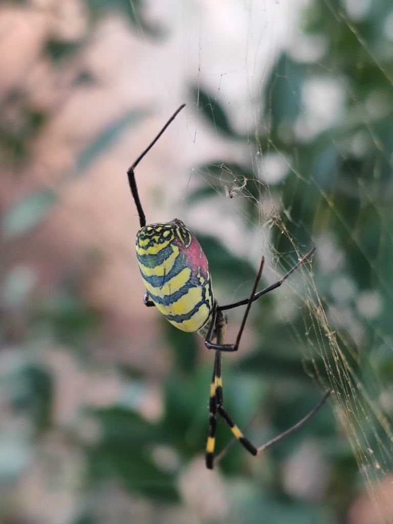 Joro Spider from Dali Bai, CN-YN, CN on November 2, 2021 at 03:19 PM by ...