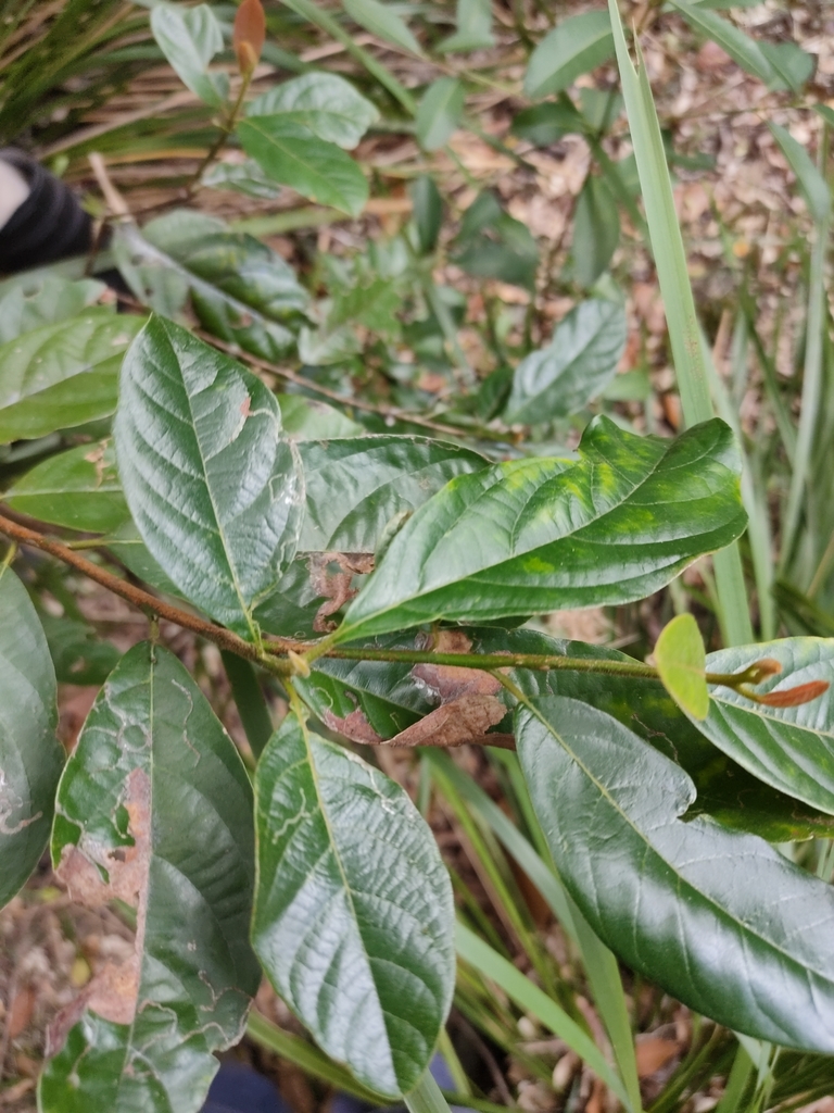 Endiandra pubens from Tuan Forest QLD 4650, Australia on November 01 ...