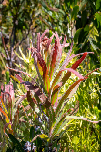 Photo 166930521, (c) magriet b, some rights reserved (CC BY-SA ...