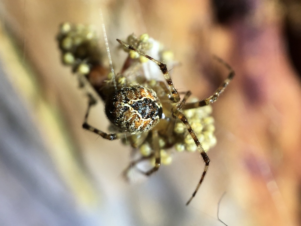 Diamond Comb-footed Spider from Sydney NSW, Australia on November 01 ...