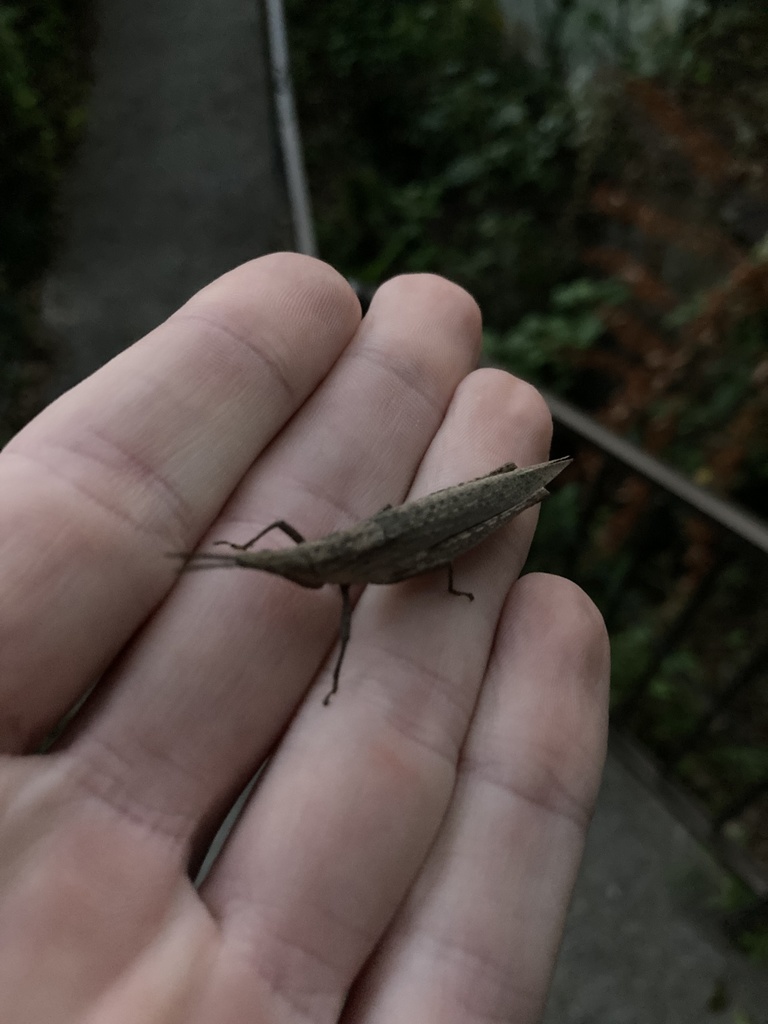 Atractomorpha lata from Rokusenjicho, Kochi, Kochi, JP on November 2 ...