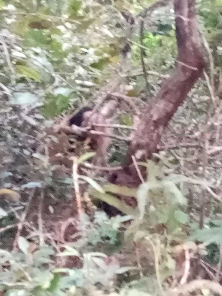 Northern Tamandua from Provincia de Puntarenas, Guacimal, Costa Rica on ...