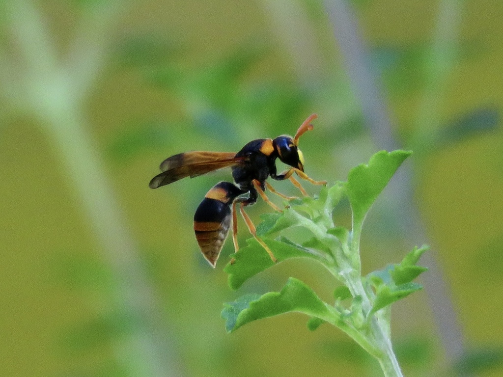 Potter and Mason Wasps from Nyrang Park, Keiraville, NSW, AU on ...