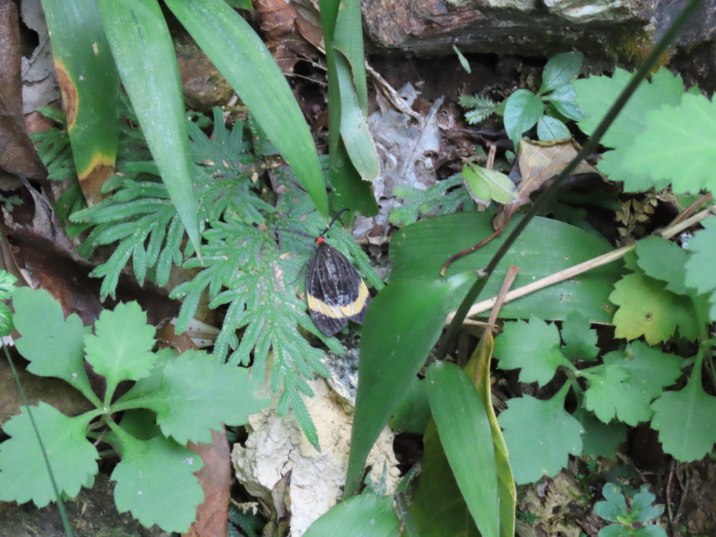 Pidorus from 香港大帽山 on October 25, 2020 at 11:08 AM by tkp123 · iNaturalist