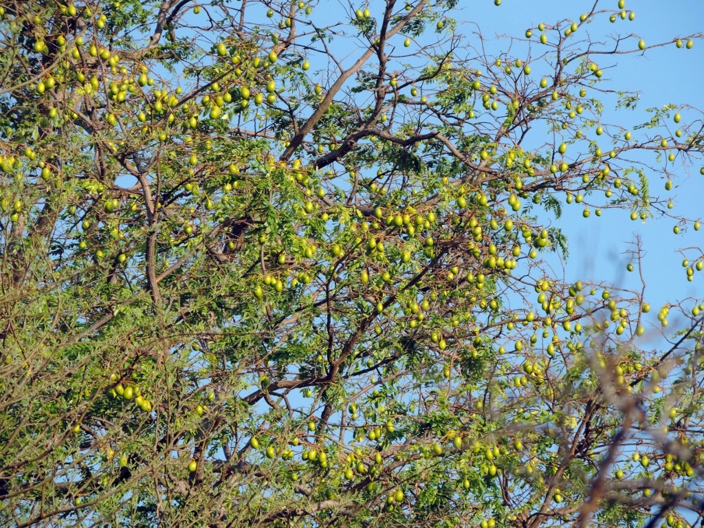 Cordyla africana Lour.