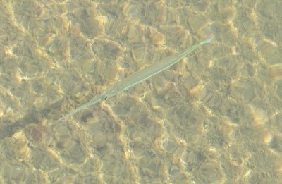 Redfin Needlefish from 50 E Beach Rd, Tavernier, FL 33070, USA on ...