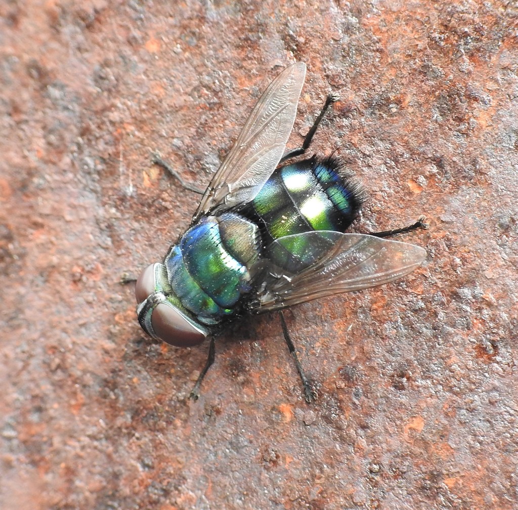 Rutilia from Talegalla Weir QLD 4650, Australia on November 02, 2021 at ...