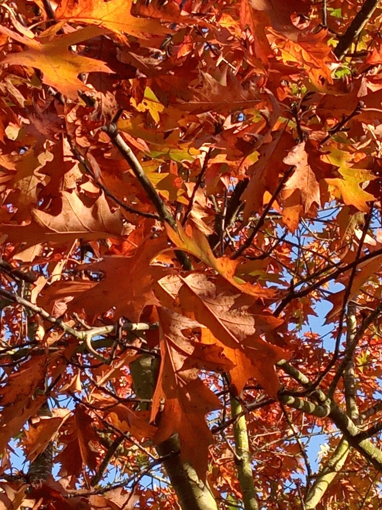 northern red oak from Milton, Cambridge, UK on November 02, 2021 at 08: ...