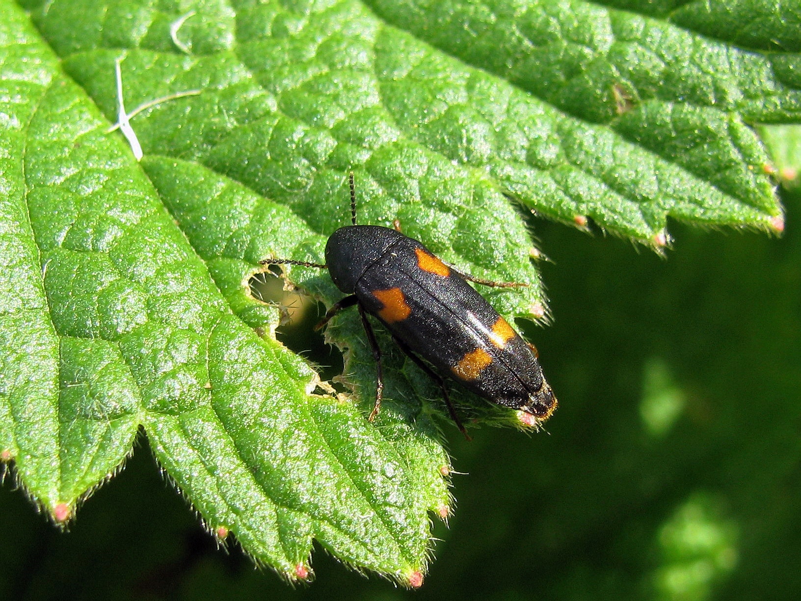 Dircaea quadriguttata (Paykull, 1798)