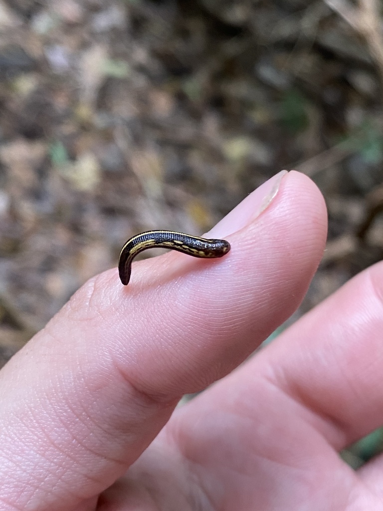 Jawed Land Leeches from Bellingen, AU-NS, AU on October 25, 2021 at 02: ...