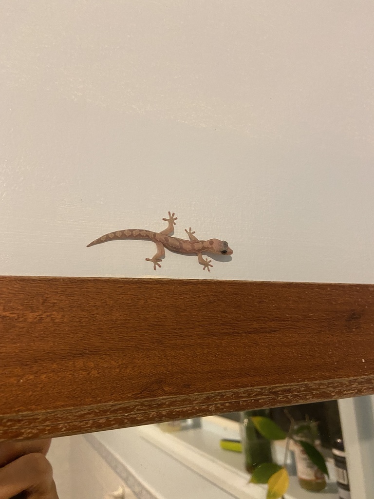 Robust Velvet Gecko from Robey Road, Coal Point, NSW, AU on November 02 ...