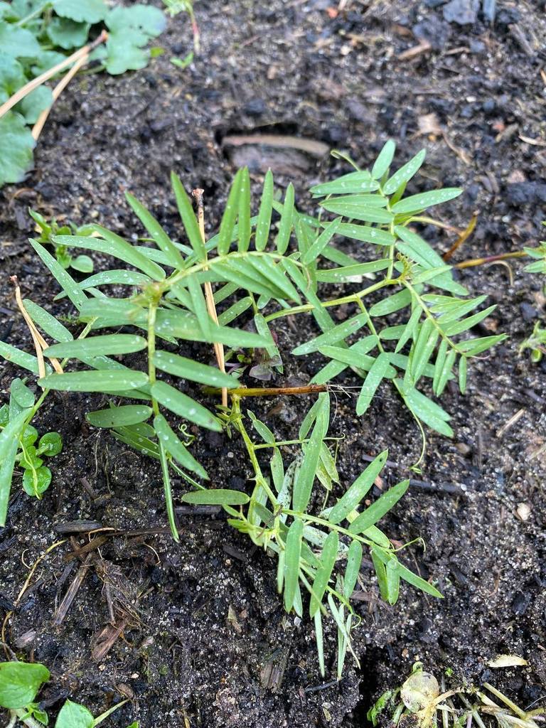 tufted vetch from Овчинино, Владимирская обл., Россия, 601134 on ...