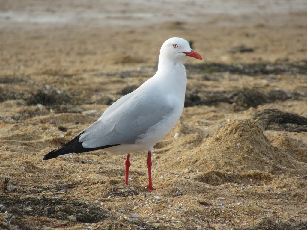 Silver Gull from Victoria, Australia on November 02, 2021 at 06:16 PM ...