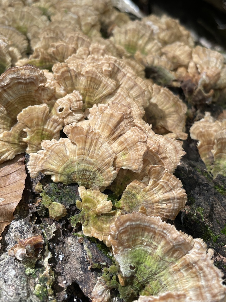 Trichaptum from Soapstone Valley Park, Washington, DC, US on October 31 ...