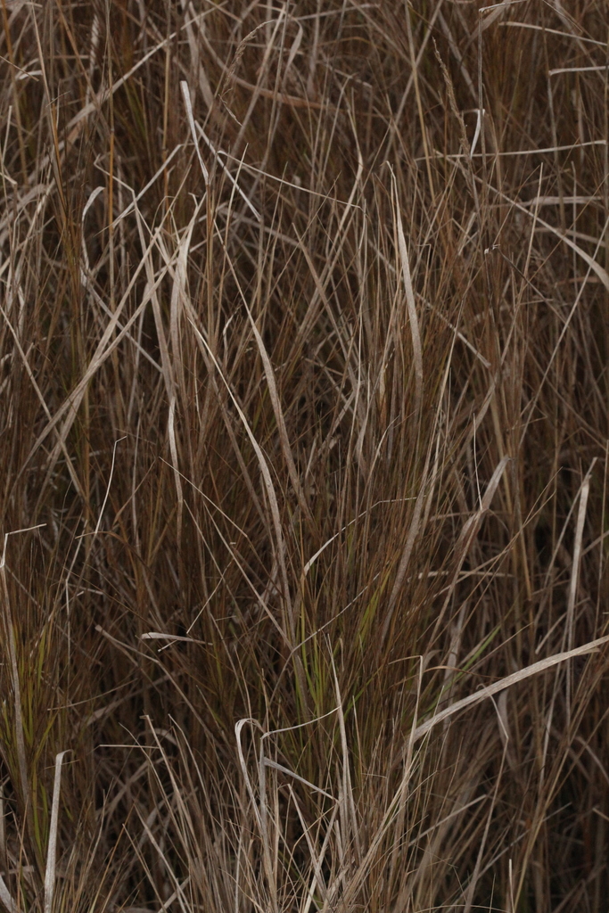 Purple Small-reed from Судиславский р-н, Костромская обл., Россия on ...