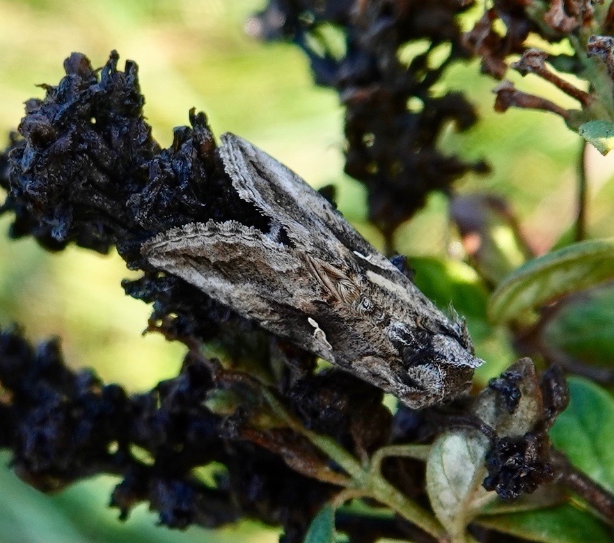Gray Looper Moth from Greenwood Heights, Brooklyn, NY, USA on October ...