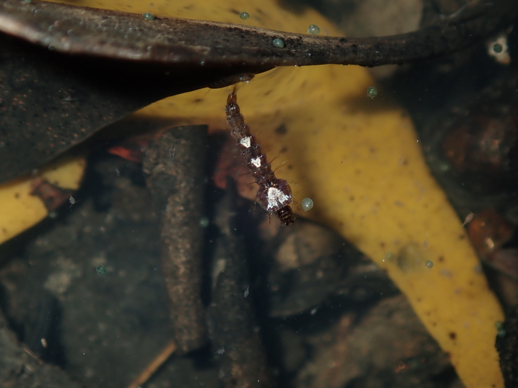 Culicine Mosquitoes from Parramatta - South, New South Wales, Australia ...