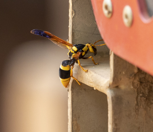 Australian Potter Wasp (Abispa australiana) · iNaturalist