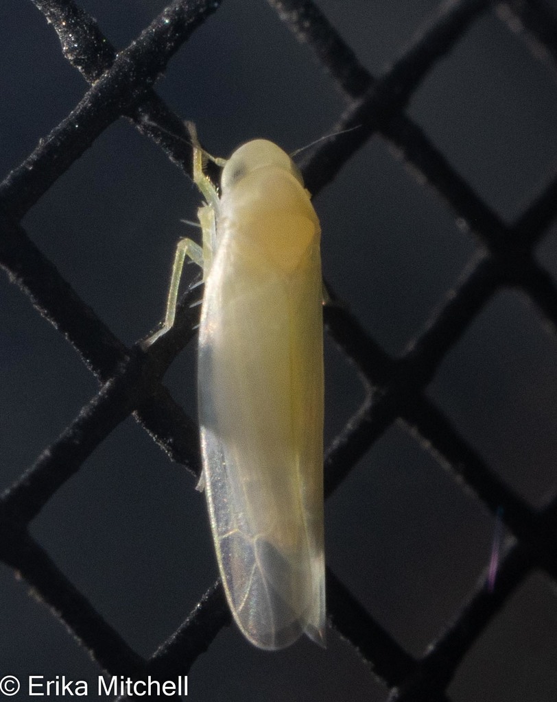 White Apple Leafhopper from Washington, Vermont, United States on ...
