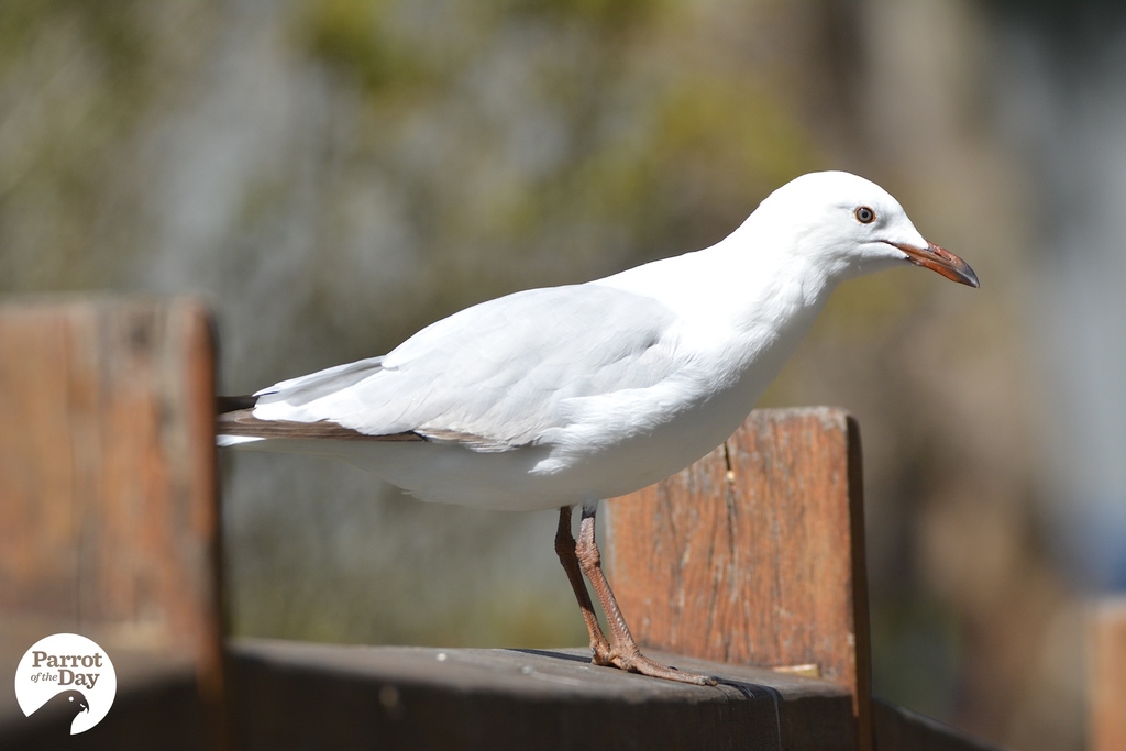 Silver Gull from Geelong VIC, Australia on November 01, 2021 at 03:28 ...