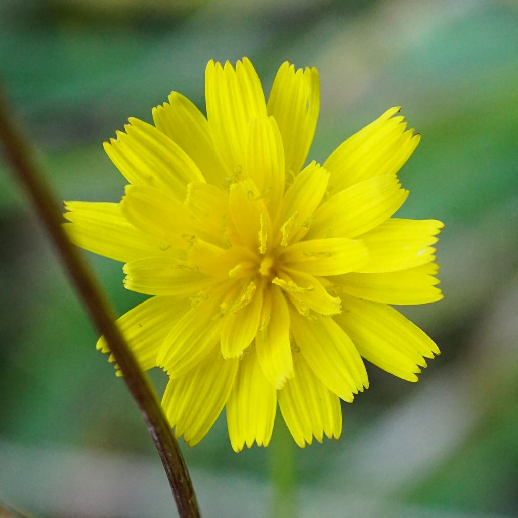 Smooth hawksbeard from Pottendorf, NÖ, Österreich on October 29, 2021 ...