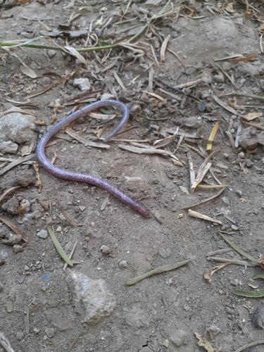 Western Worm Lizard (Amphisbaena occidentalis) · iNaturalist