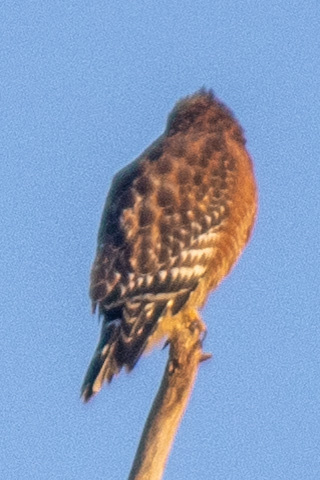 Red-shouldered Hawk from I-59 S, Poplarville, MS, US on November 2 ...