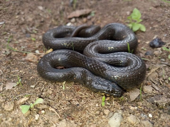 Lycodonomorphus laevissimus (Günther, 1862)