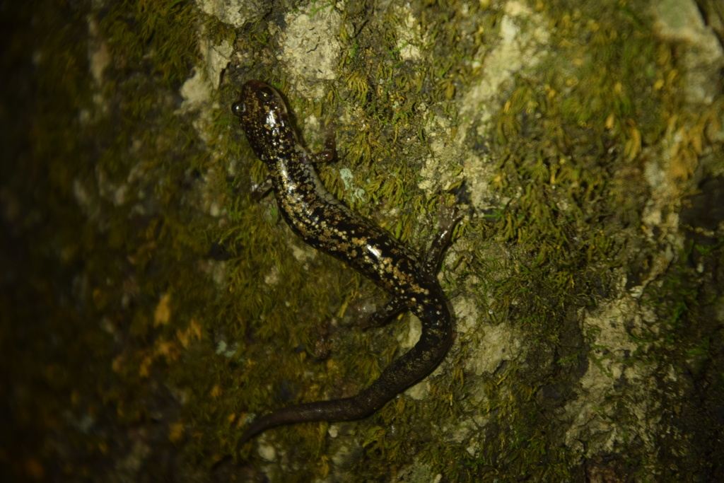 Caddo Mountain Salamander in October 2021 by hupholland11. This one was ...