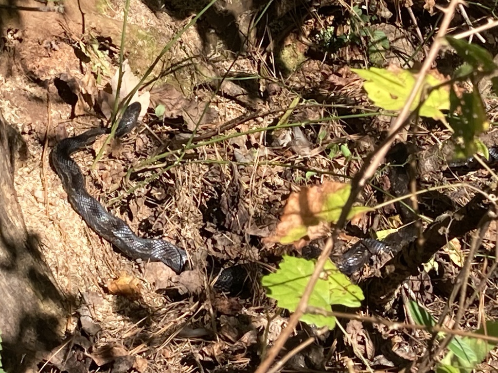 Eastern/Gray Ratsnake Complex in November 2021 by dougw · iNaturalist